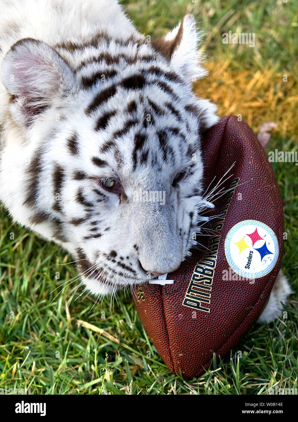Old male bengal tiger hi-res stock photography and images - Alamy