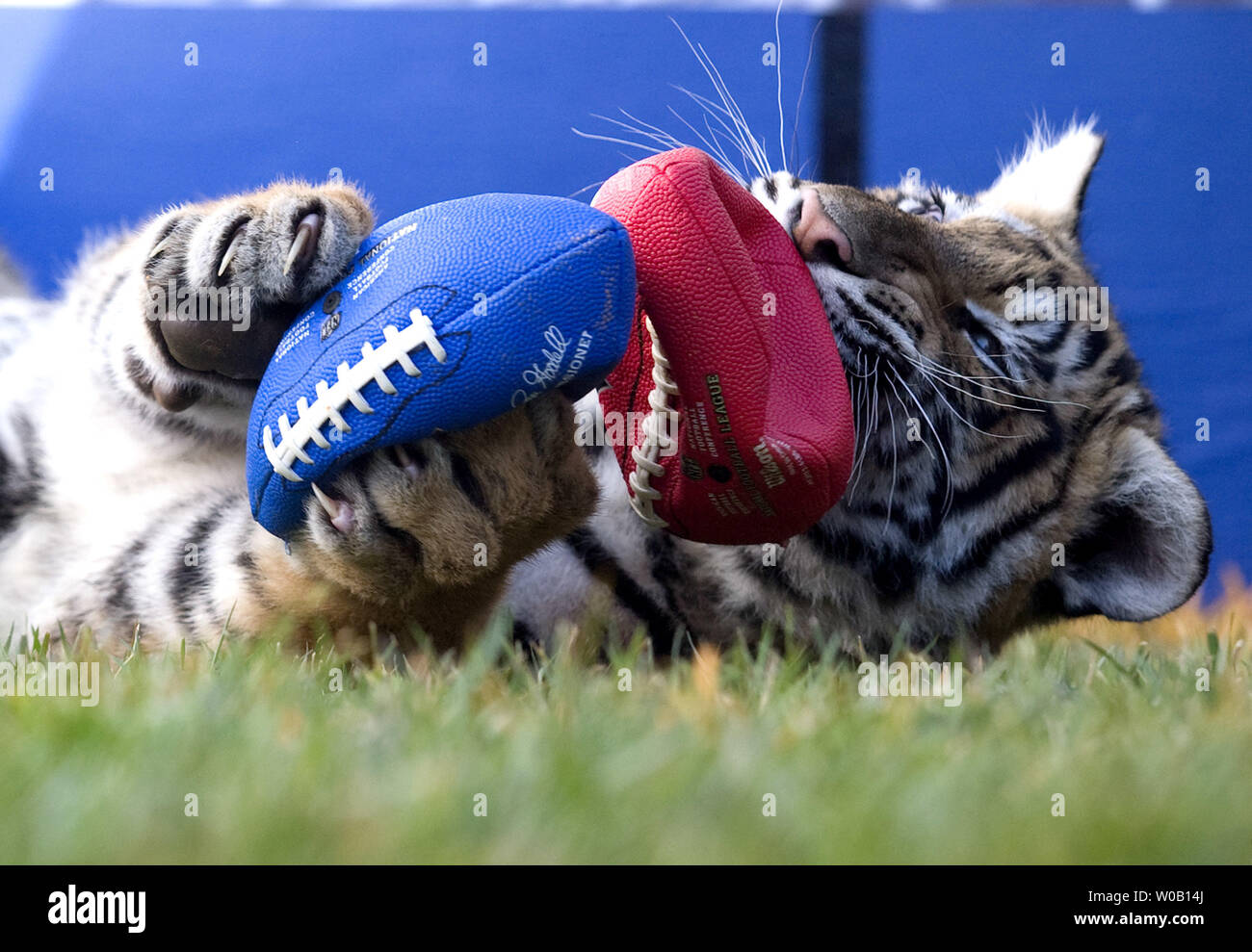Bennie, 6 month-old female Bengal tiger, representing the Steelers ...