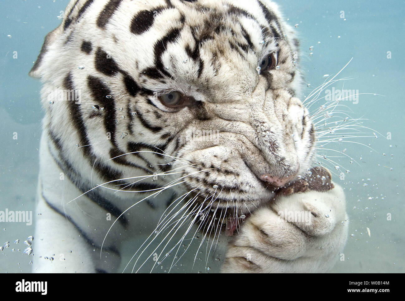 Odin, a white Bengal tiger, swims with his eyes wide open as he dives ...