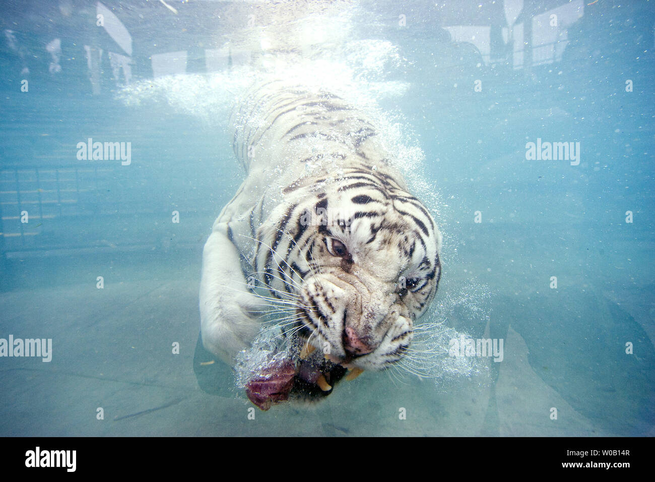 Bengal Tiger Swimming Underwater