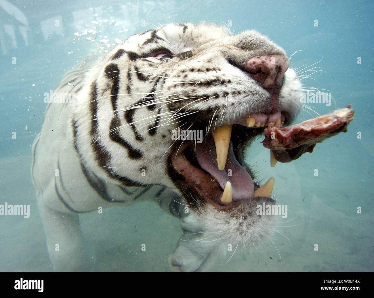 Odin, a white Bengal tiger, swims with his eyes wide open as he dives ...