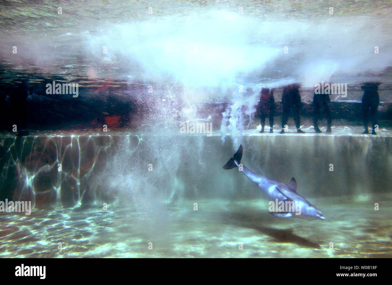 Atlantic bottlenose dolphin Mavrick dives past guests experiencing the ...