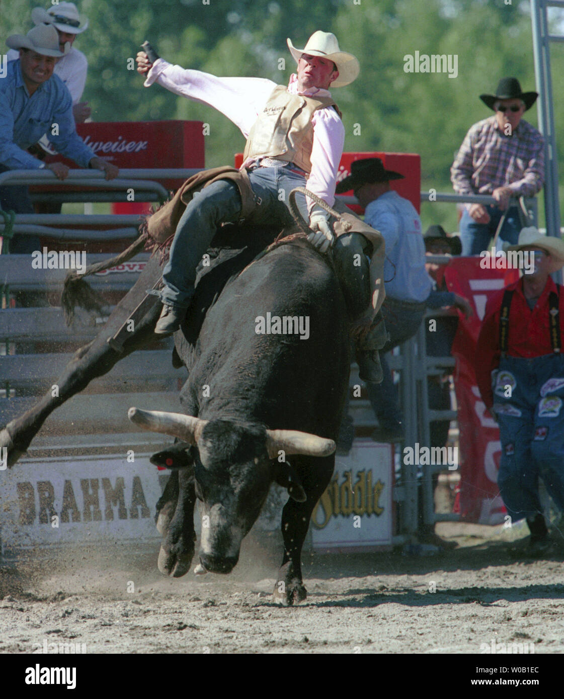 Jason Finkbeiner of Wardlow Alberta on Shiver N Shake Dip in the Bull ...