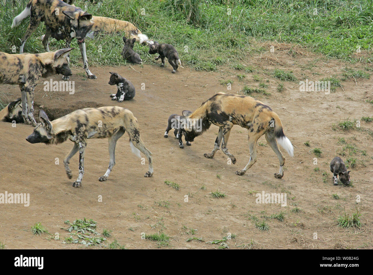 Rarest of all African predators the Cape Hunting dog, with pups, is one ...
