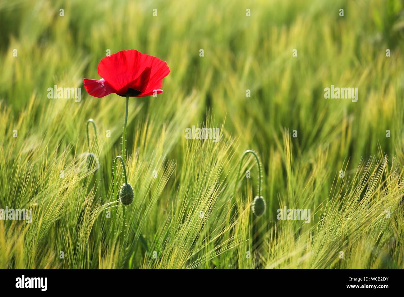 Red poppy in a field Stock Photo - Alamy