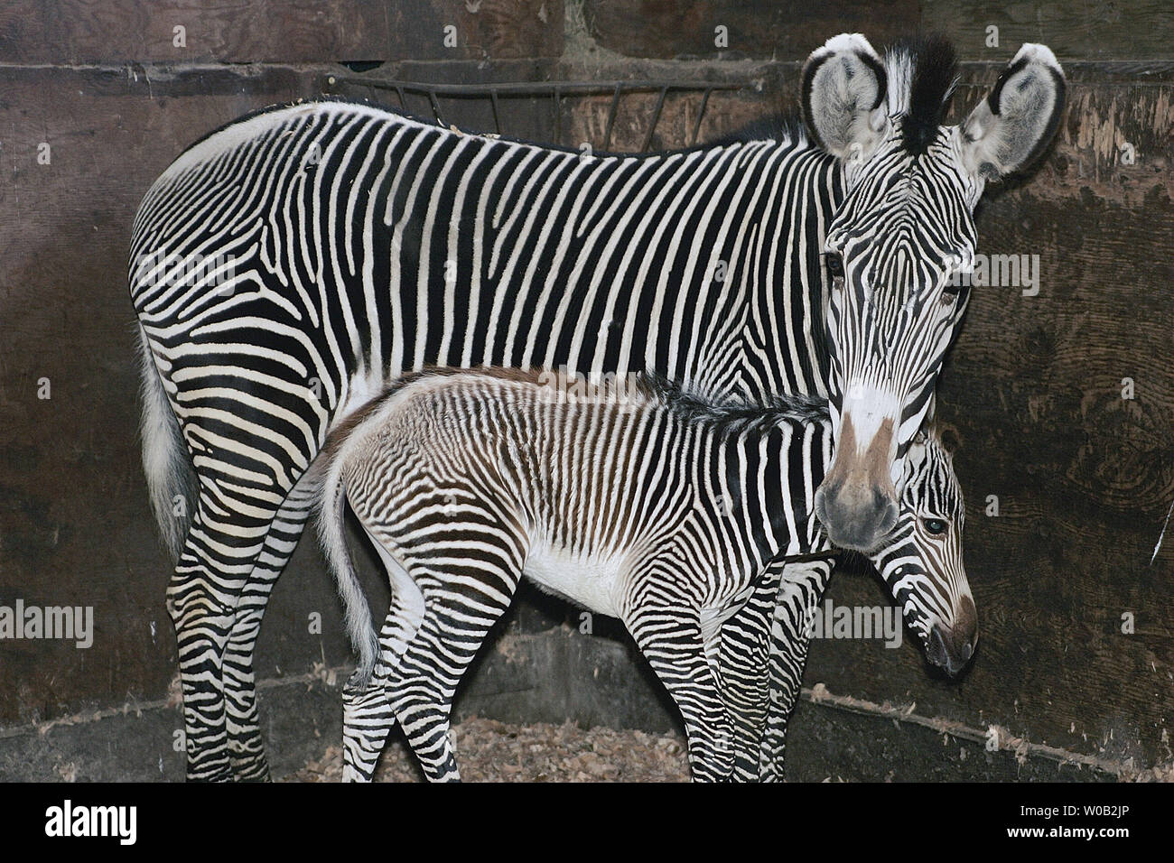 Female grevy hi-res stock photography and images - Alamy