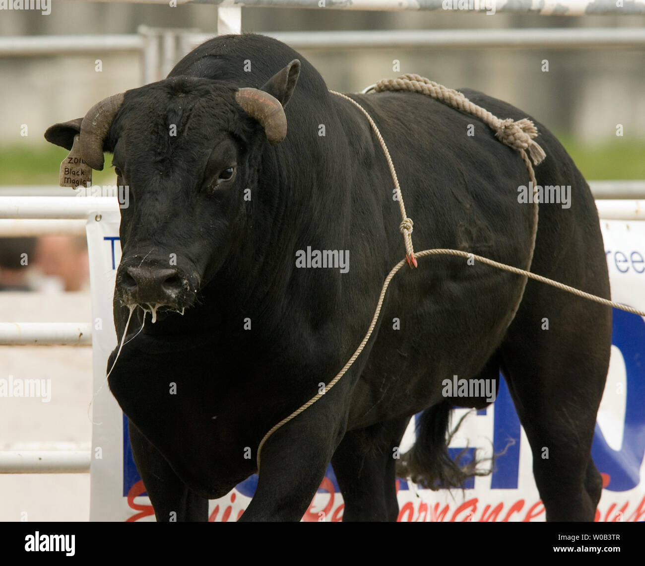 Lassoed bull hi-res stock photography and images - Alamy