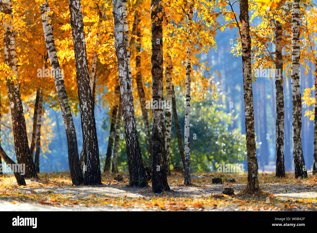 Fall scene with birch trees with golden leaves illuminated by morning ...
