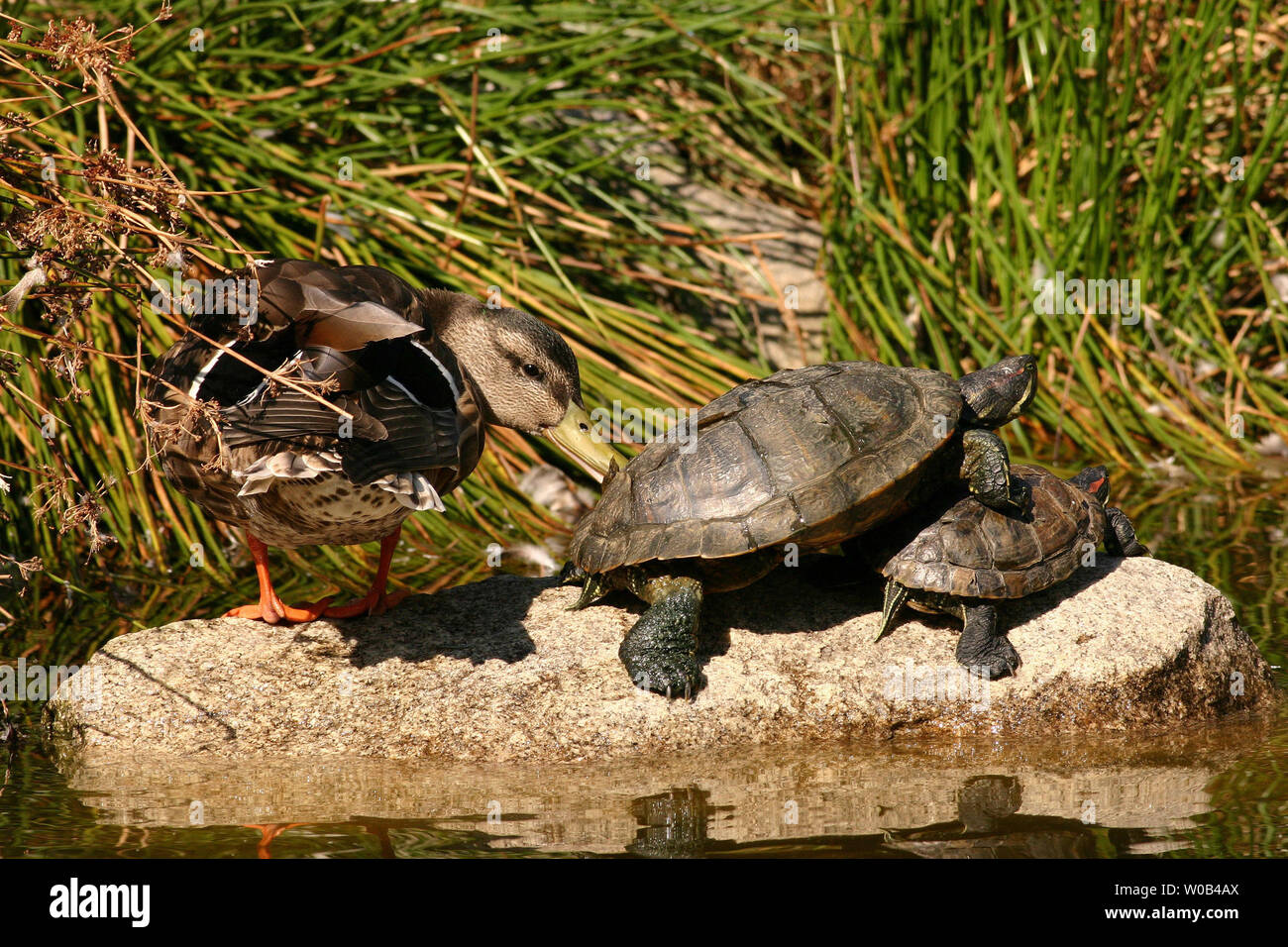 A female mallard duck nudges along a pair of painted turtles sunning ...