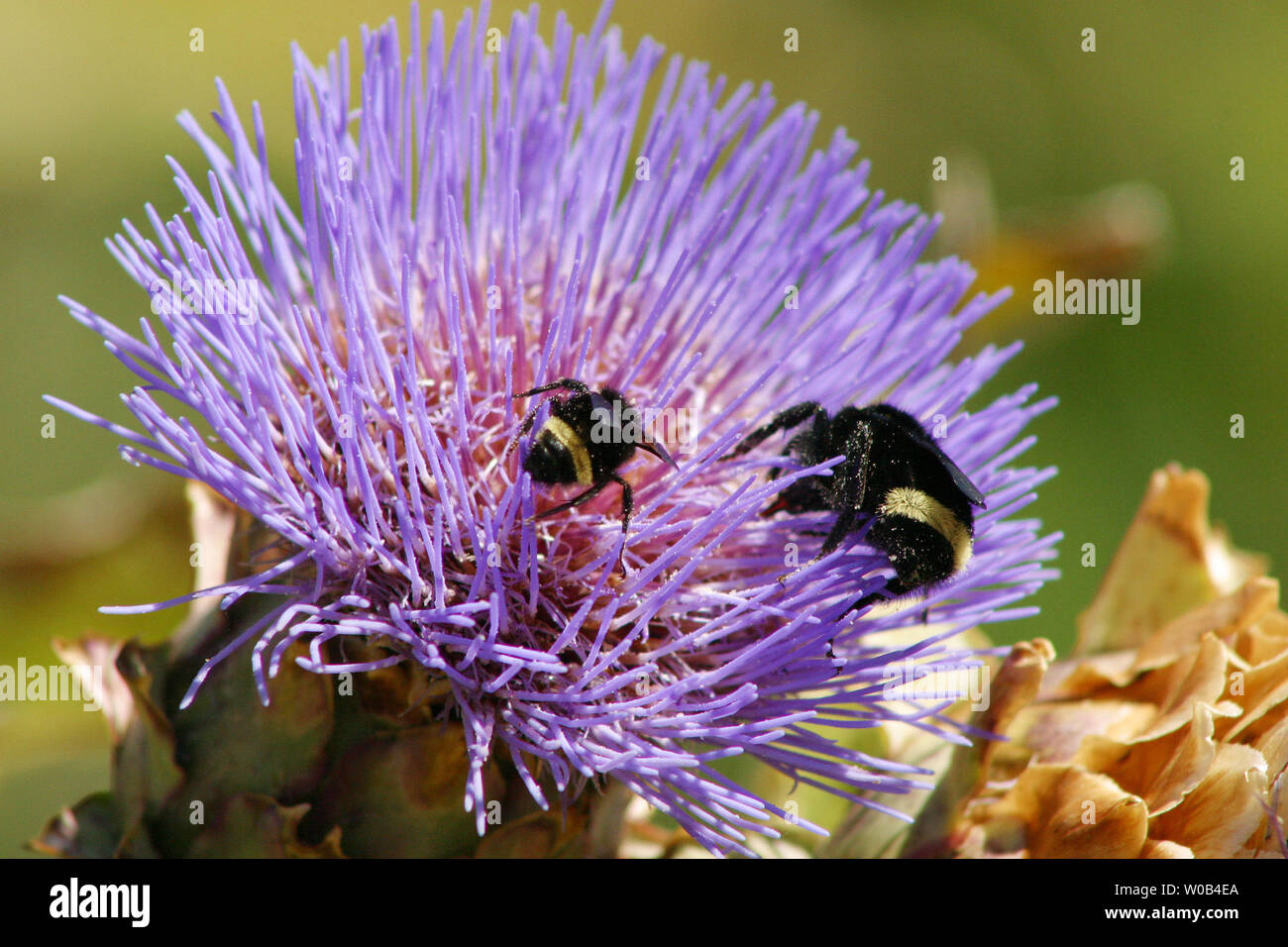 Tanner island hi-res stock photography and images - Alamy