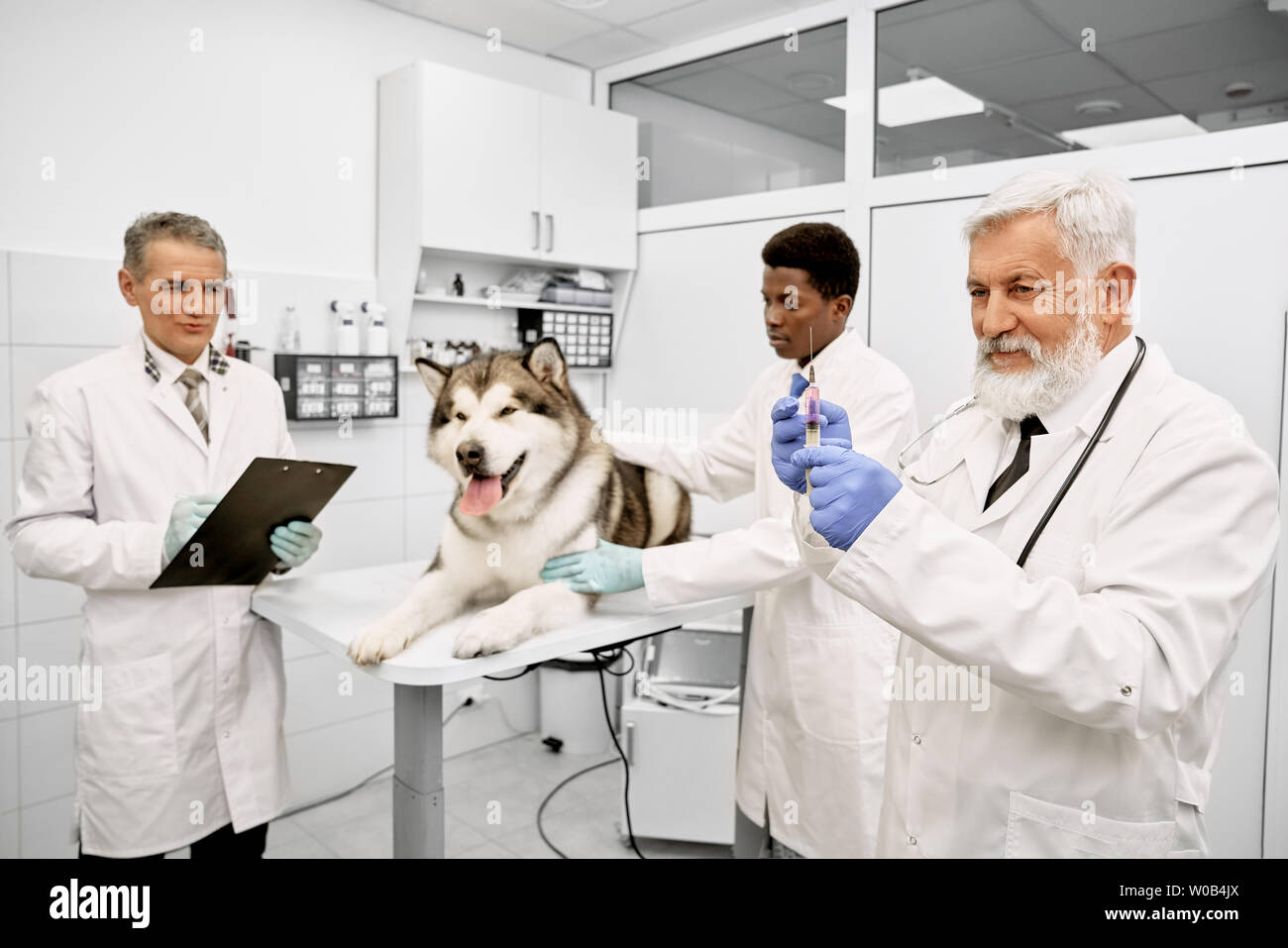 Three male vets posing in clinic for animals. Elderly doctor holding ...