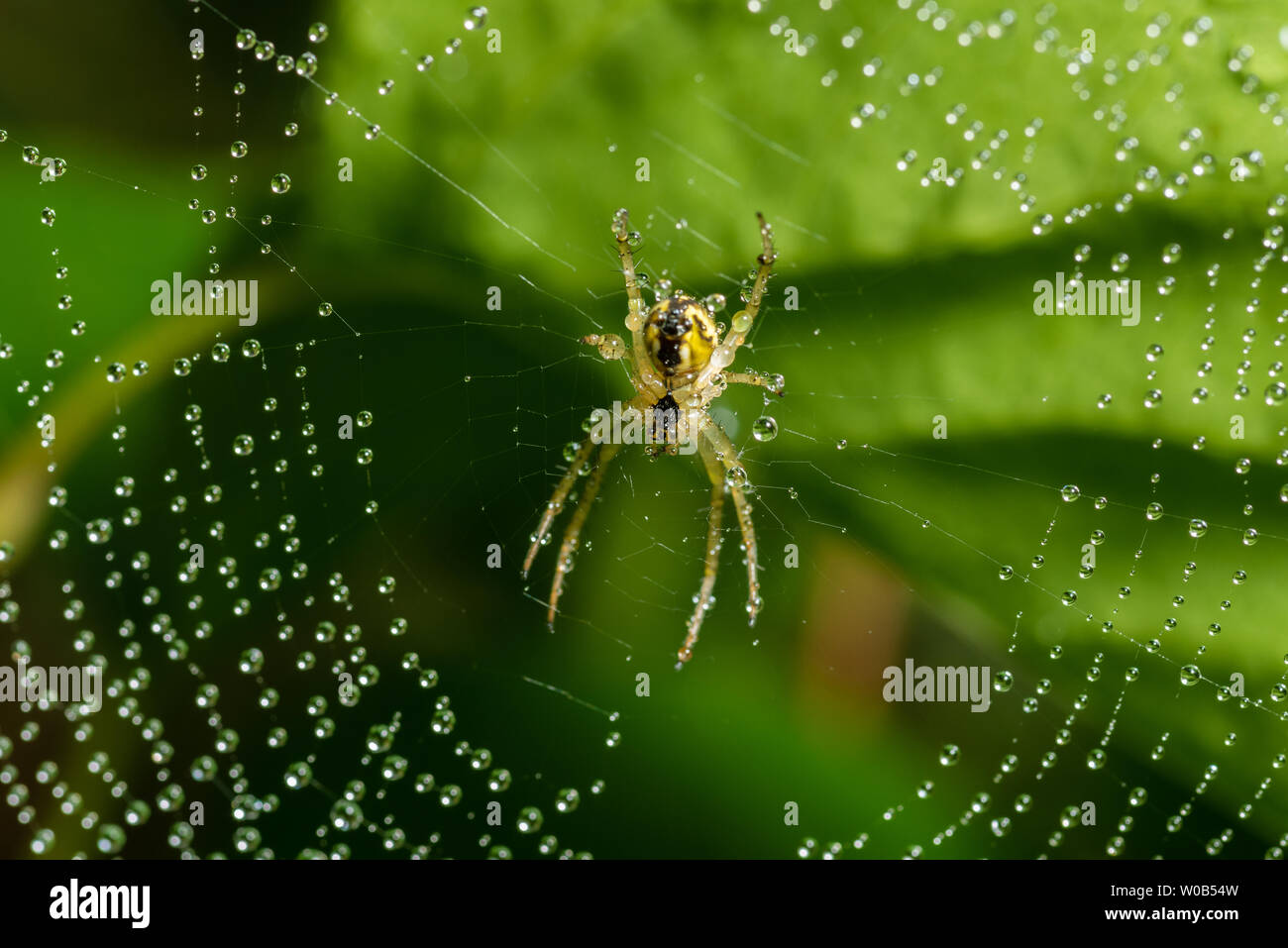 Small spider sits on his cobweb. Selective focus with shallow depth of ...