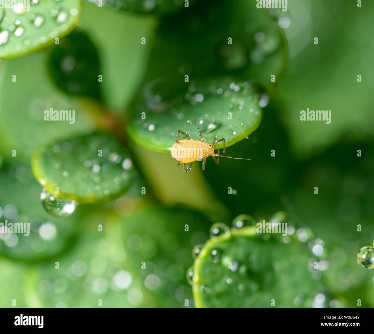 Aphid on leaf hi-res stock photography and images - Alamy