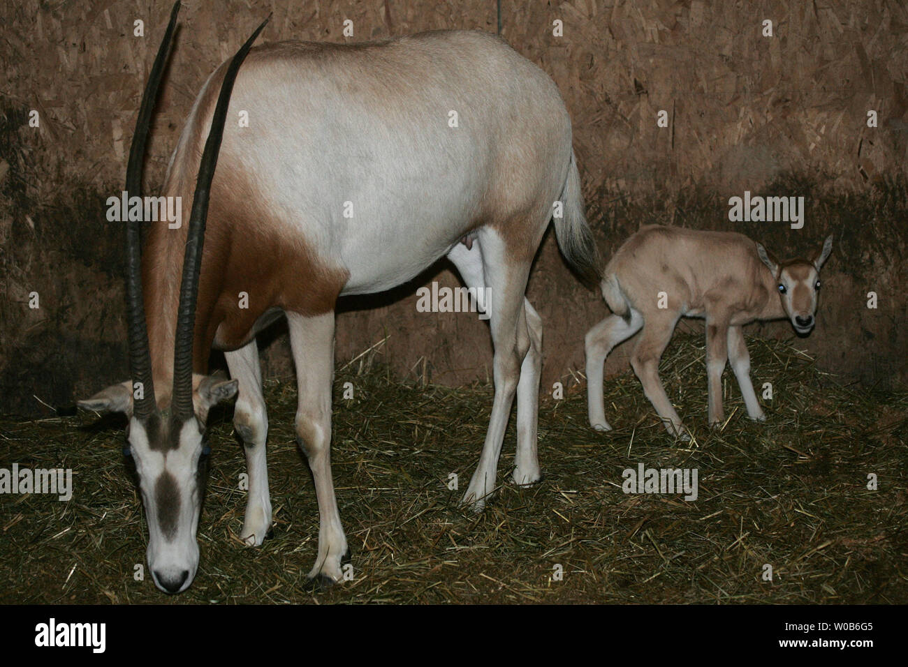 A baby Scimitar Horned Oryx, less than one week old, stands beside it's ...