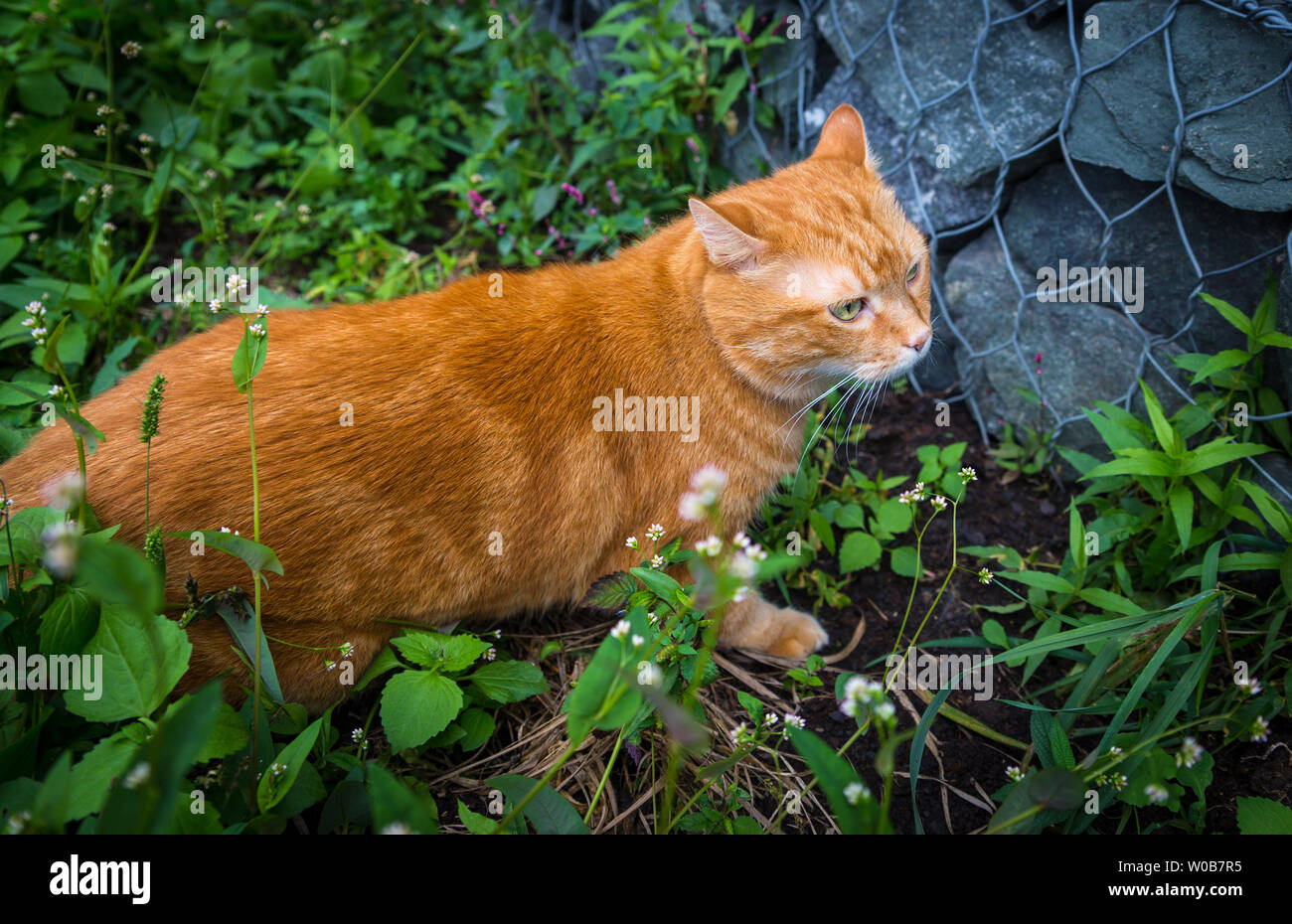 Sneaking through grass hi-res stock photography and images - Alamy