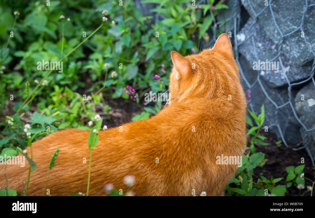 Cat sneaking hi-res stock photography and images - Alamy
