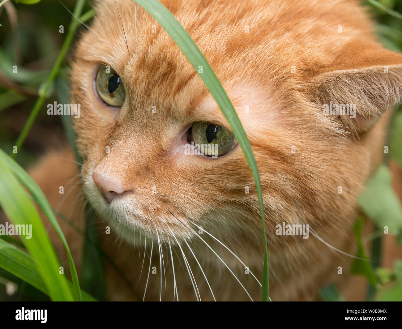 Cat sneaking hi-res stock photography and images - Alamy