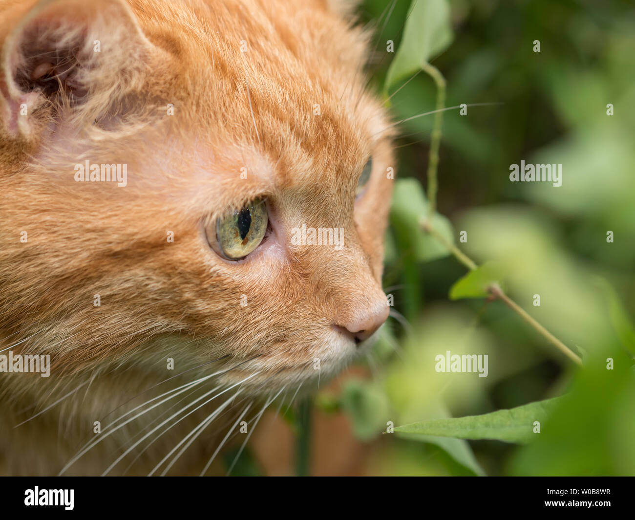 Cat sneaking hi-res stock photography and images - Alamy