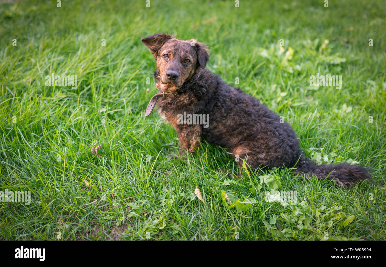 Canine facial expression hi-res stock photography and images - Alamy