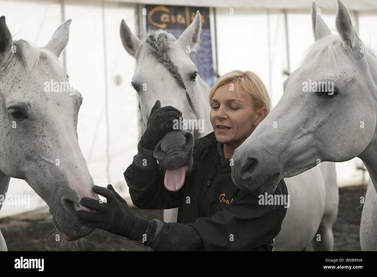 Cavalia star Sylvia Zerbini works on her liberty act with her Arabian ...