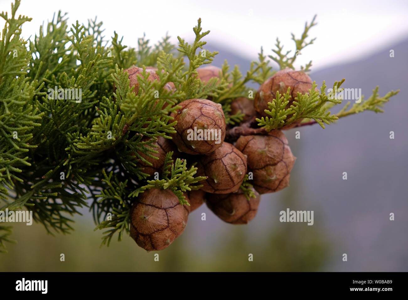 different parts of plants form interesting images Stock Photo - Alamy