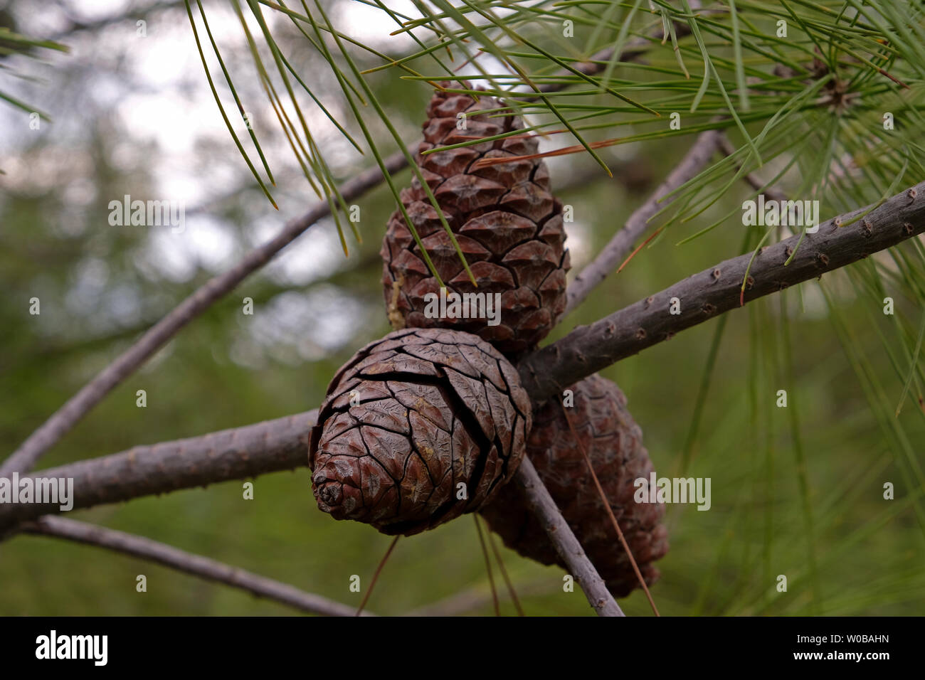 different parts of plants form interesting images Stock Photo - Alamy