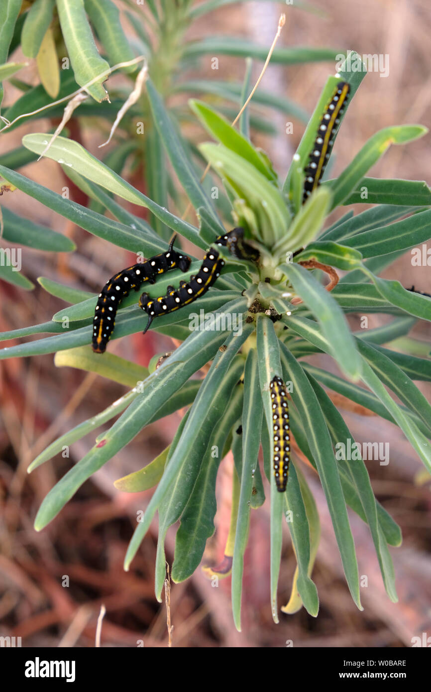 different parts of plants form interesting images Stock Photo - Alamy