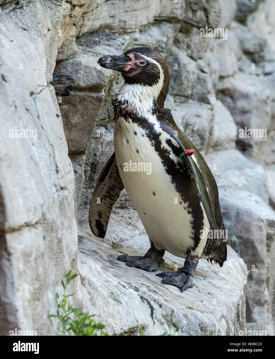 The Humboldt Penguin, Spheniscus humboldti also termed Peruvian penguin ...