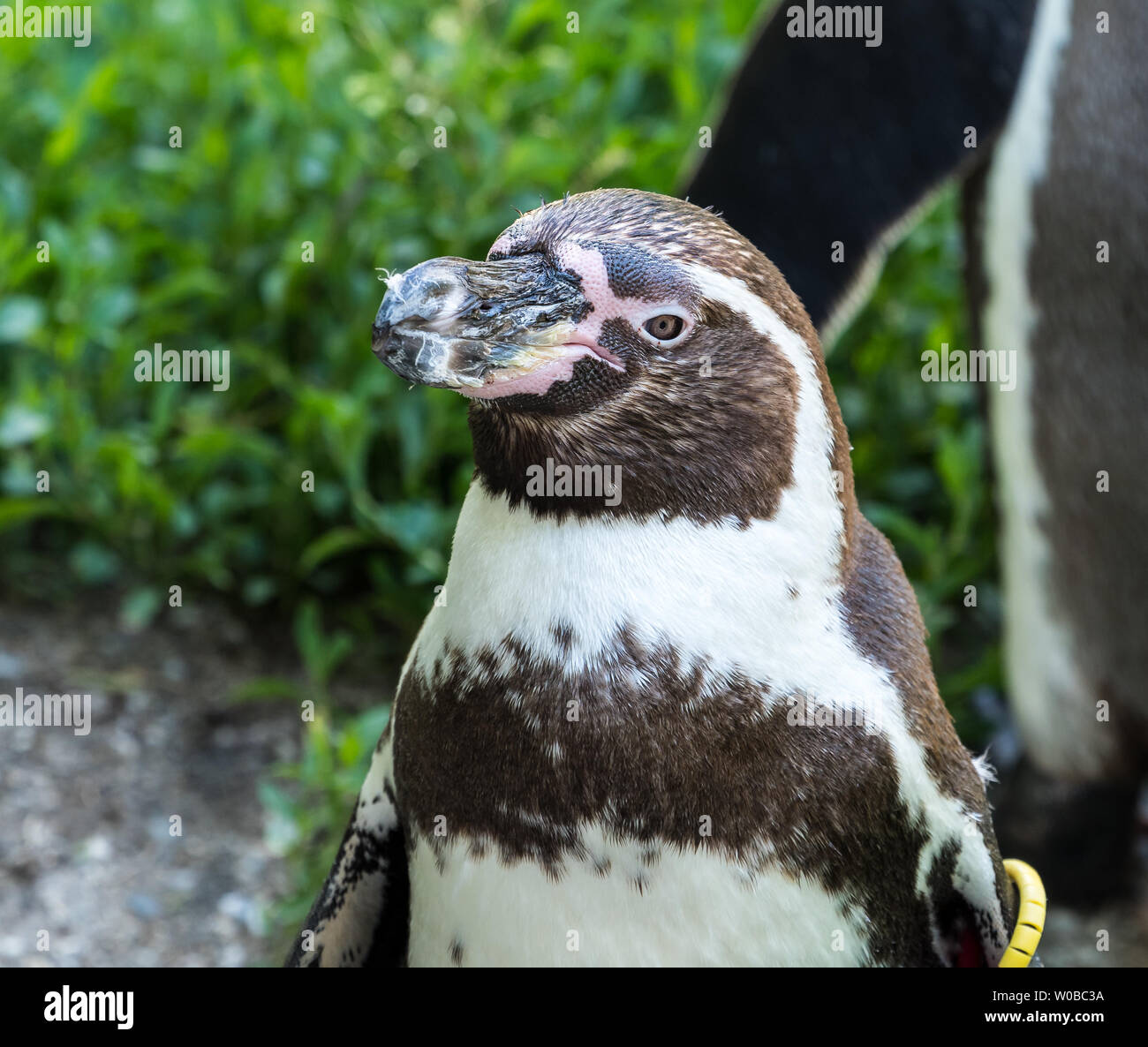 The Humboldt Penguin, Spheniscus humboldti also termed Peruvian penguin ...