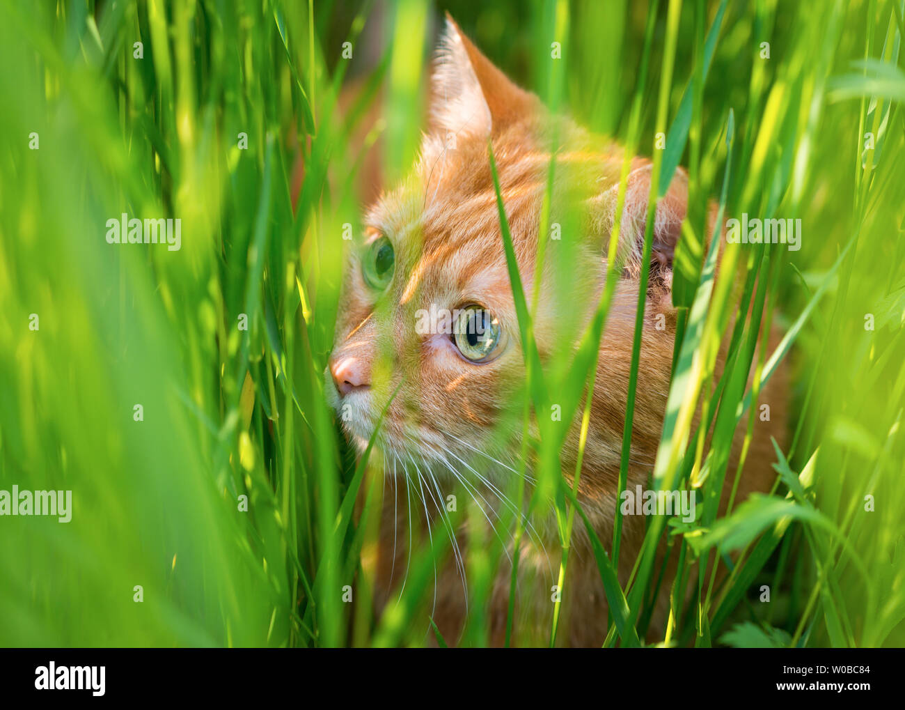 Domestic cat pounce prey hi-res stock photography and images - Alamy