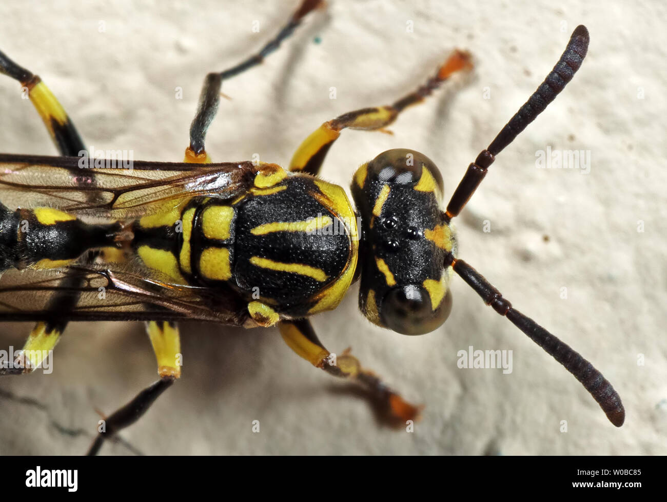 Baby wasp hi-res stock photography and images - Alamy