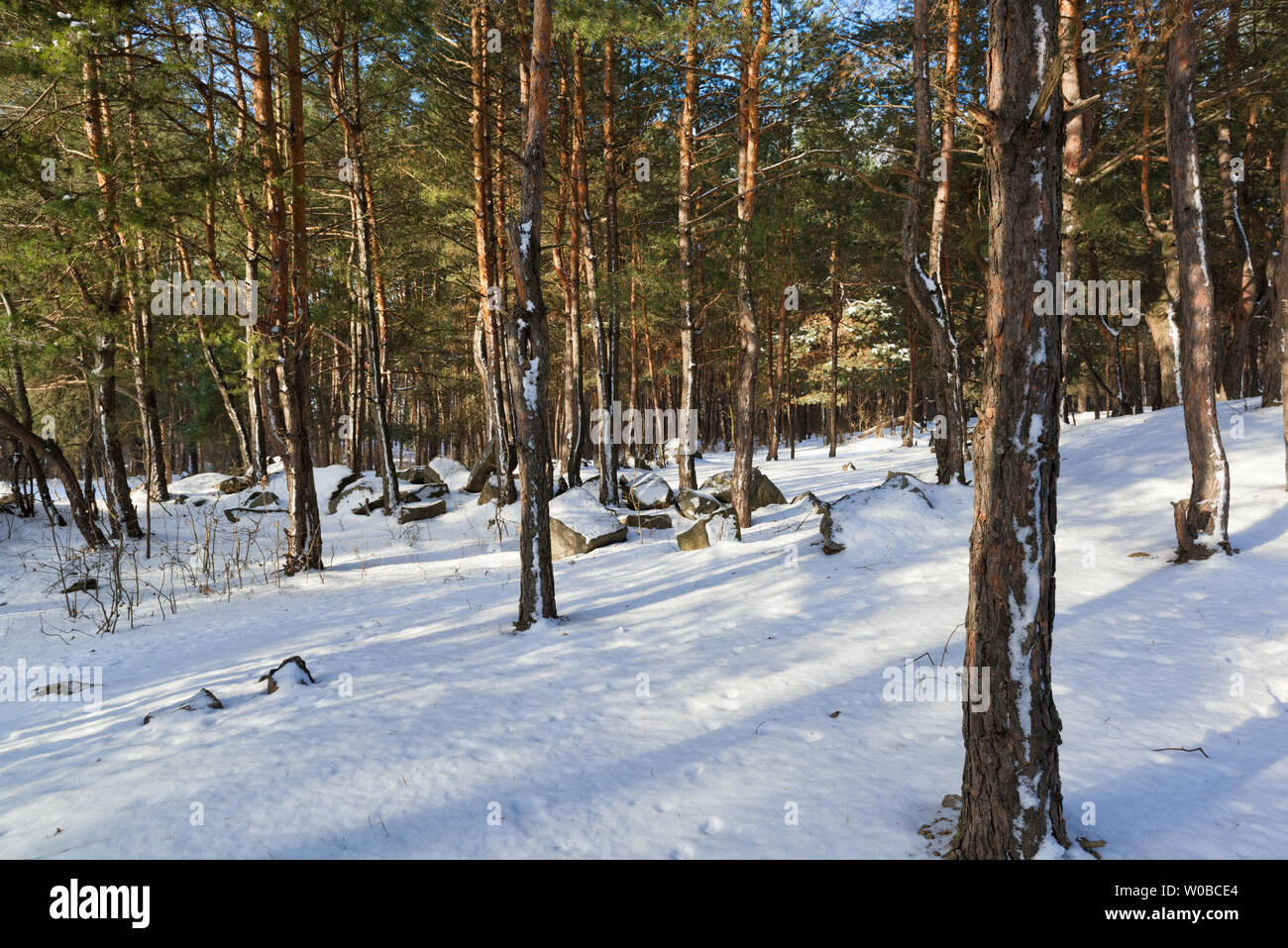 Forest shadows on snow hi-res stock photography and images - Alamy