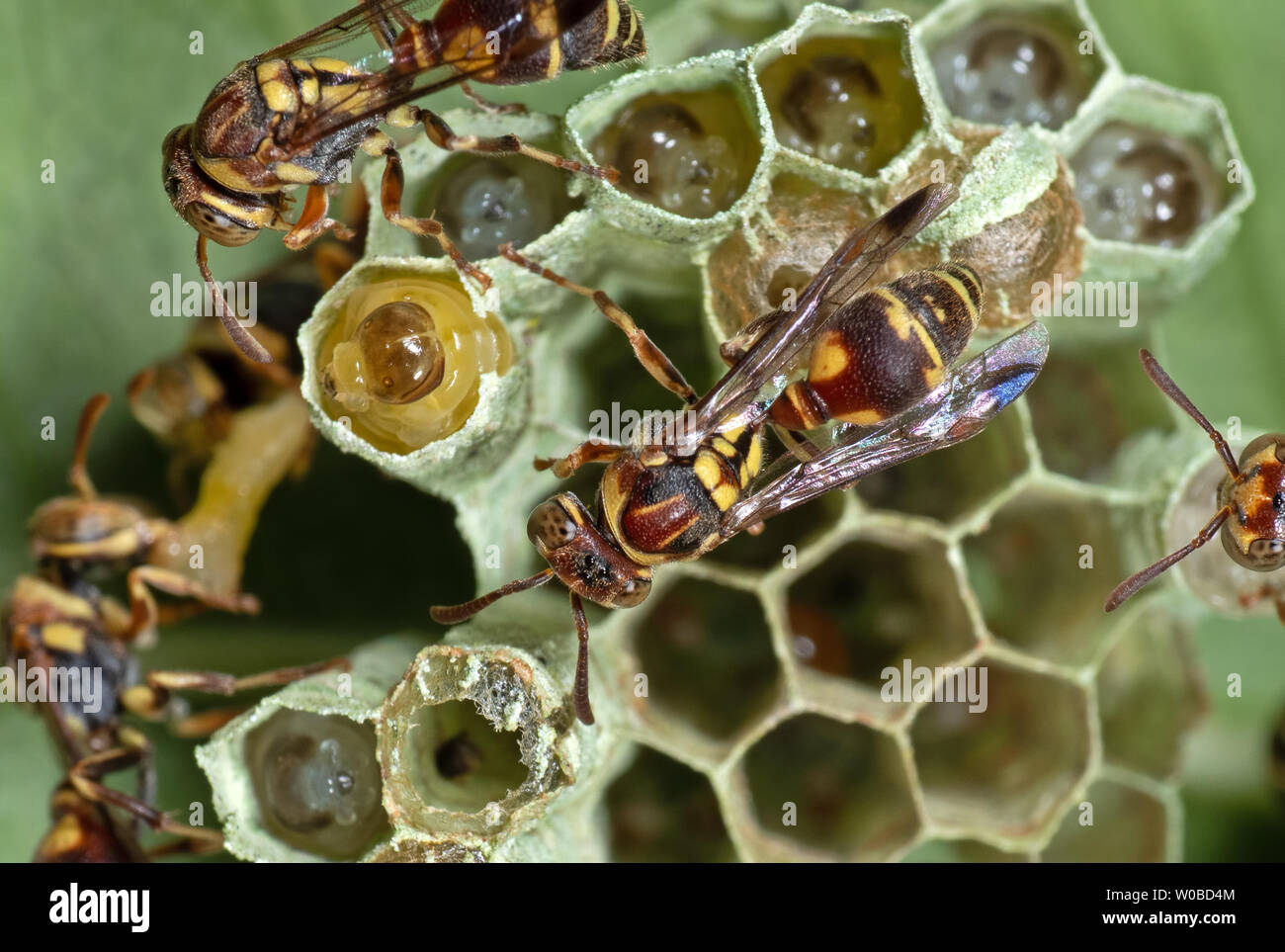 Macro Photography of Wasps on Nest with Larvae and Eggs on The Back of ...