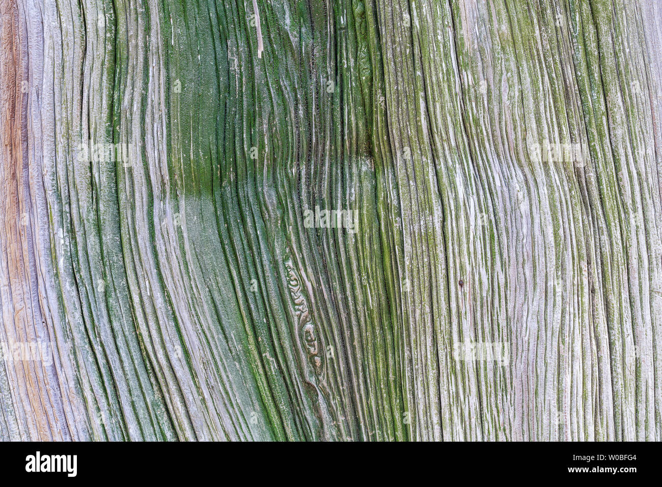 Ancient cypress bark texture Stock Photo - Alamy