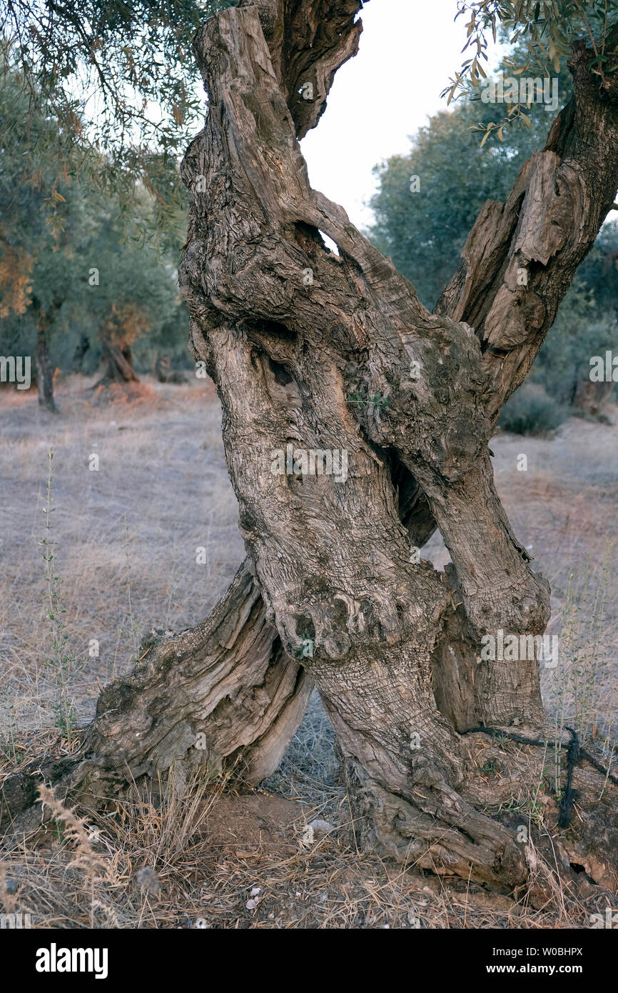 olive trees live long and attract attention with different body ...