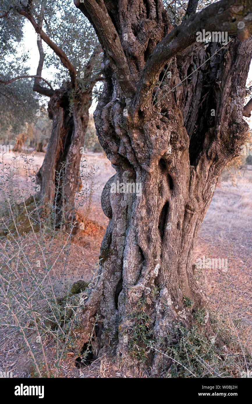 Timber frame structures hi-res stock photography and images - Alamy