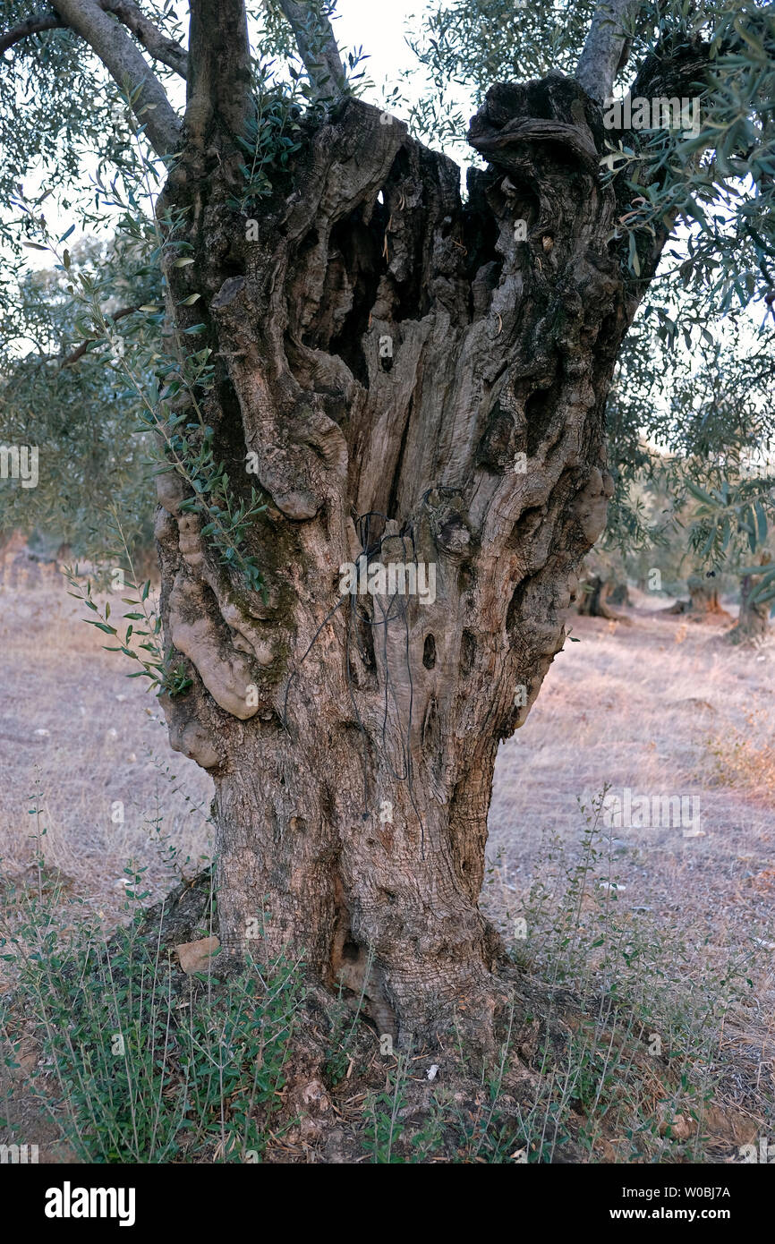 olive trees live long and attract attention with different body ...