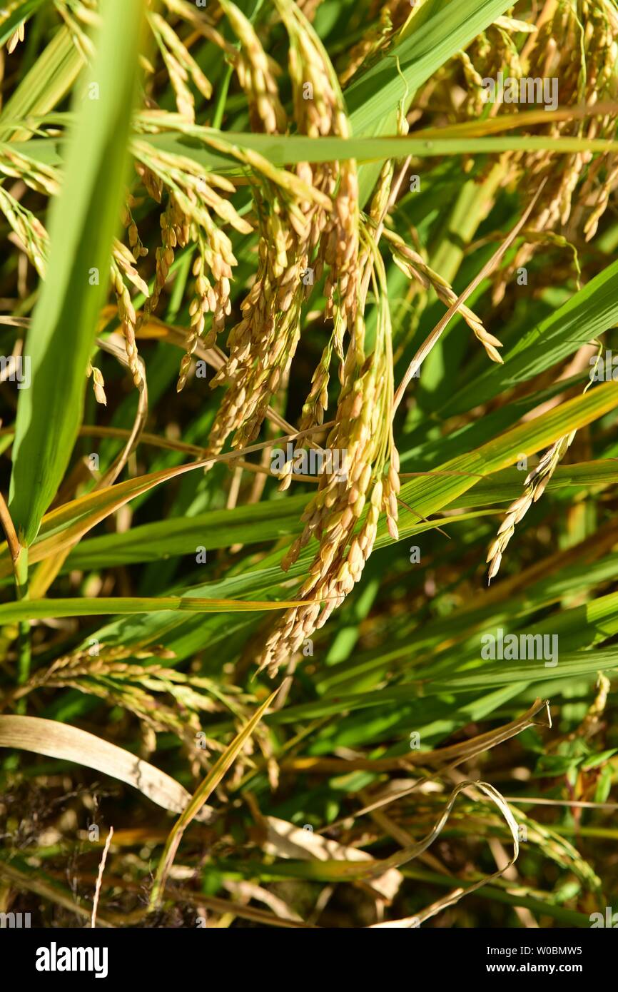 High-definition rice spike Stock Photo - Alamy