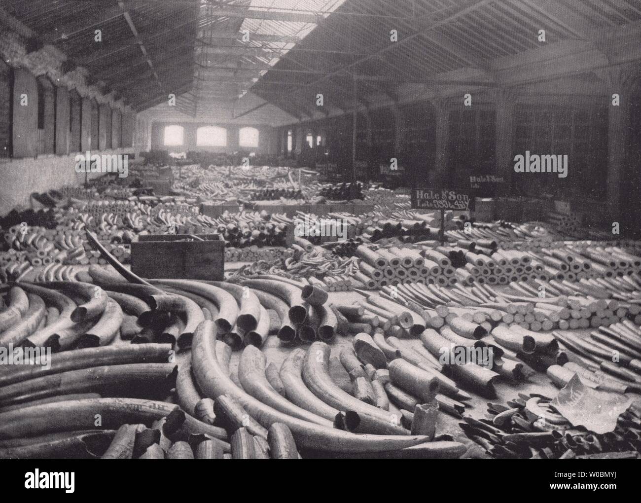 The London Docks - the interior of the Ivory warehouse. London 1896 old ...