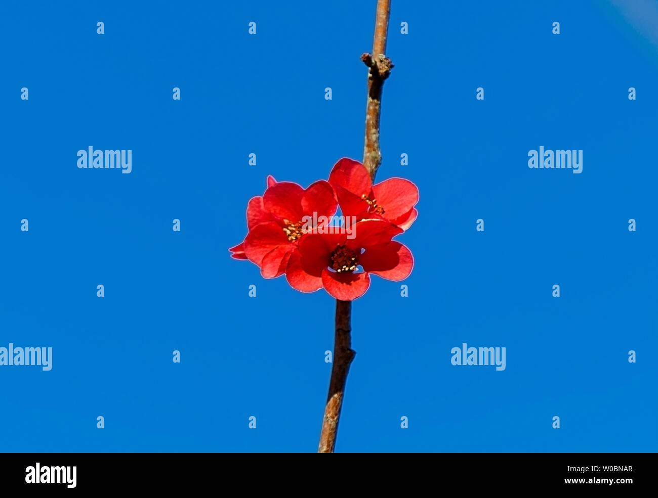 Kusa hi-res stock photography and images - Alamy