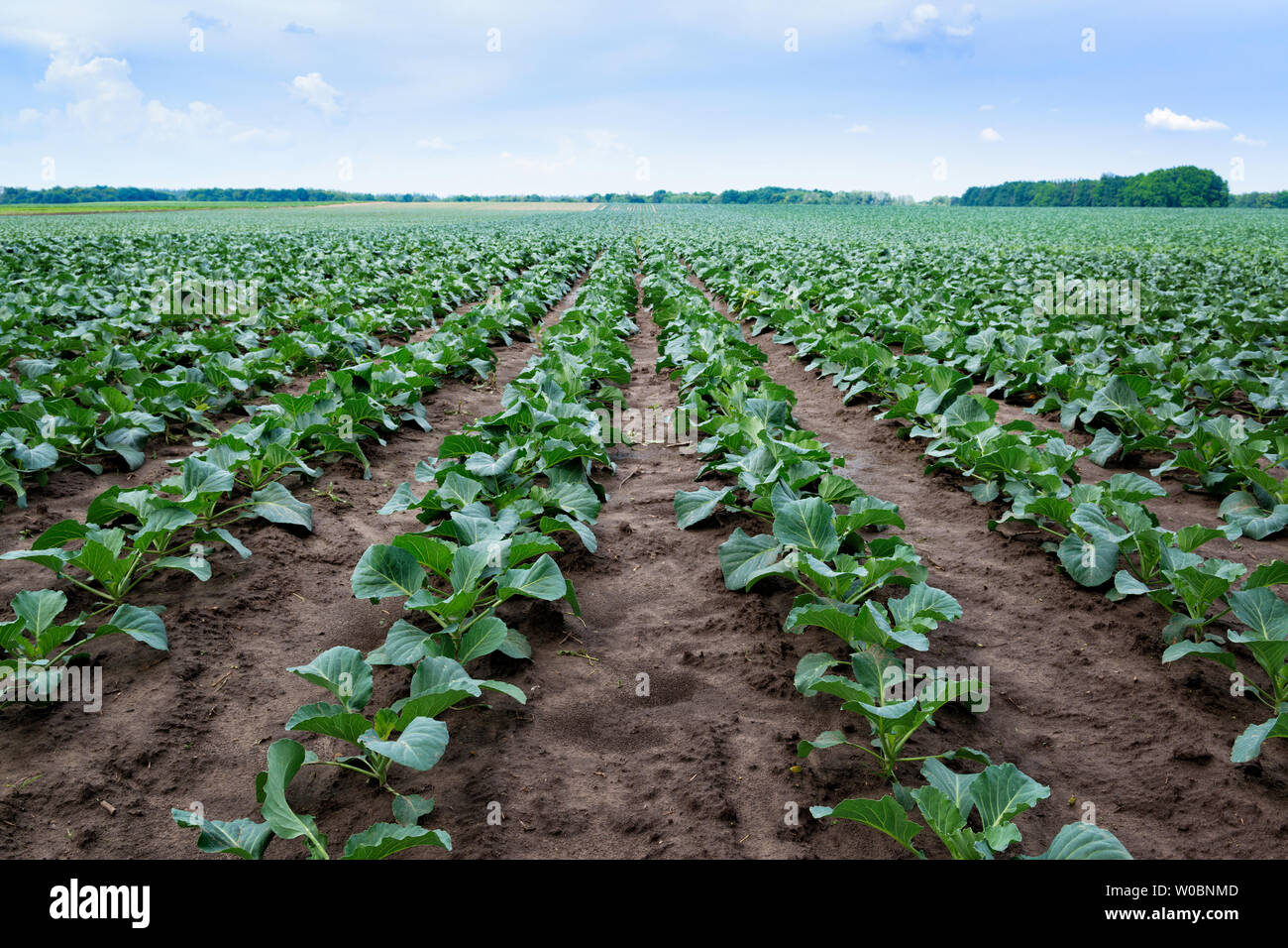 Cabbage field lines in row hi-res stock photography and images - Alamy