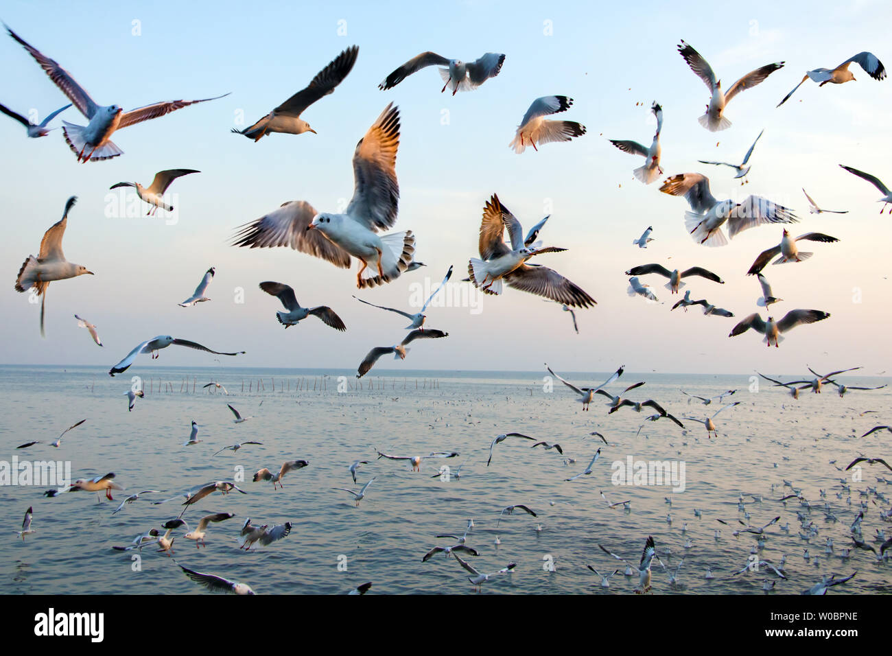 Many seagulls soaring over sea hi-res stock photography and images - Alamy