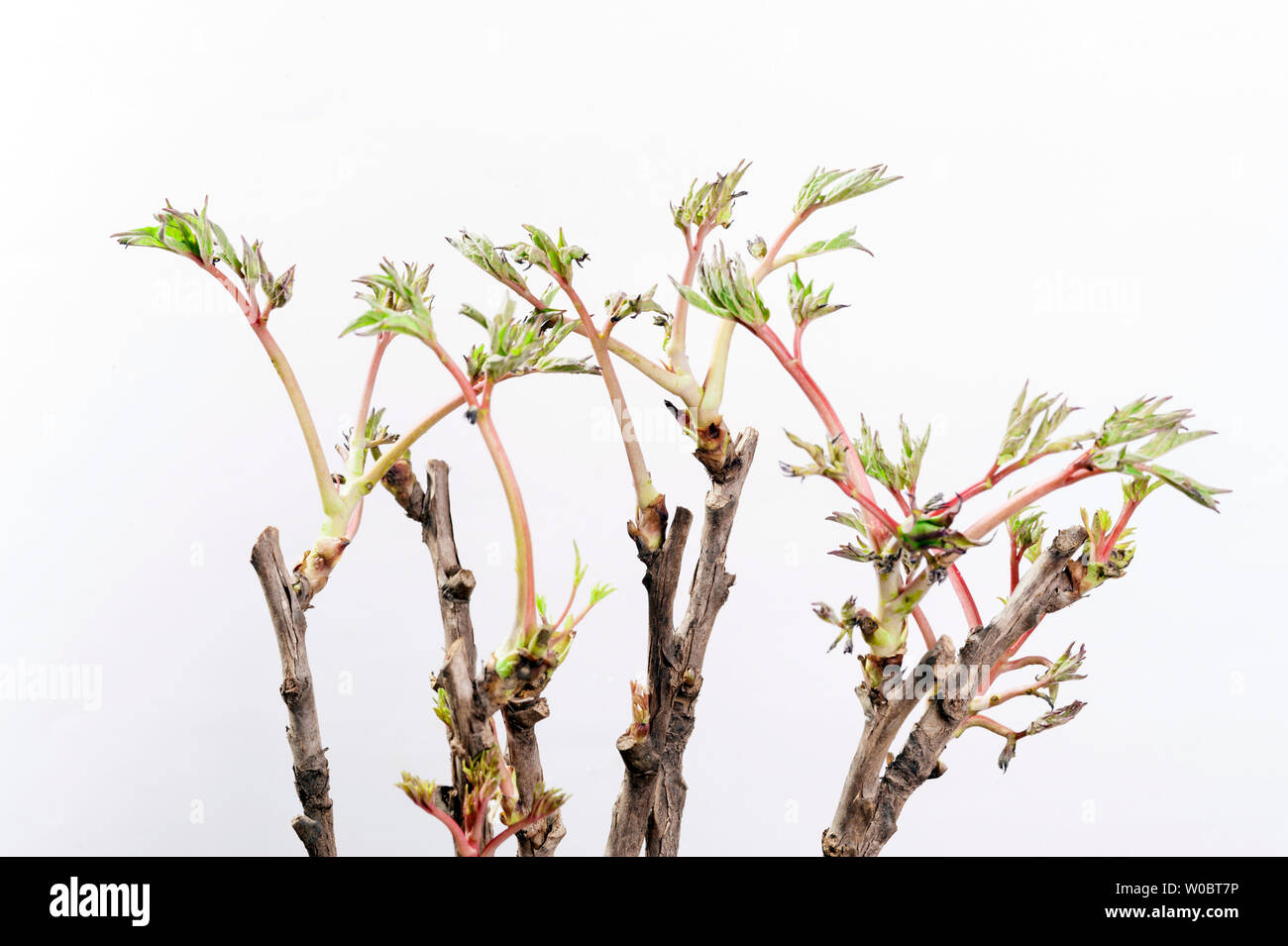 Peony seedlings hi-res stock photography and images - Alamy