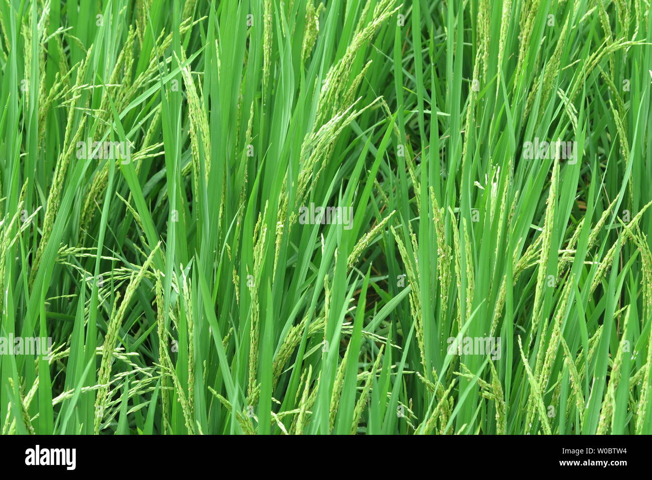 Rice spikes and rice grains hi-res stock photography and images - Alamy