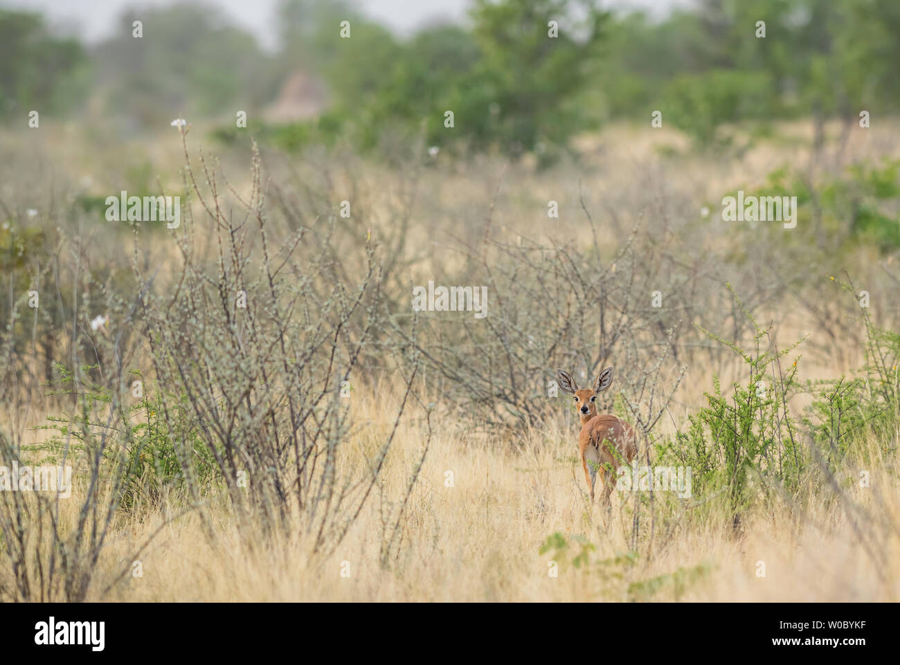 Steenbok - Raphicerus campestris, small shy beautiful antelope from ...
