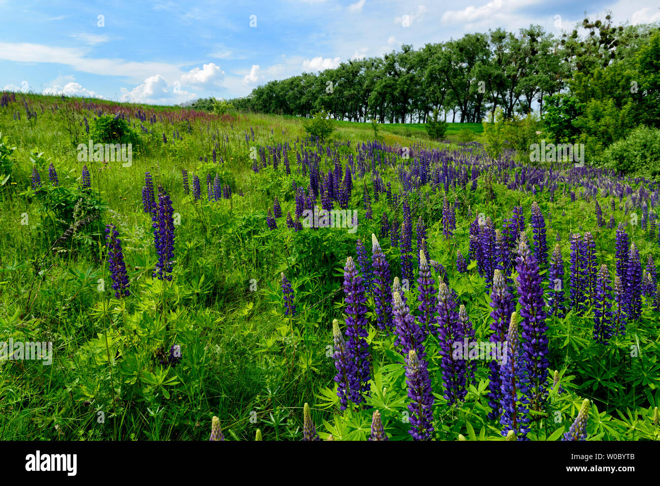 Beautiful lush flowers and grass in the meadow in spring Stock Photo ...