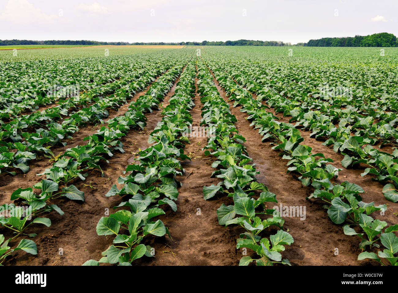 Cabbage field lines in row hi-res stock photography and images - Alamy