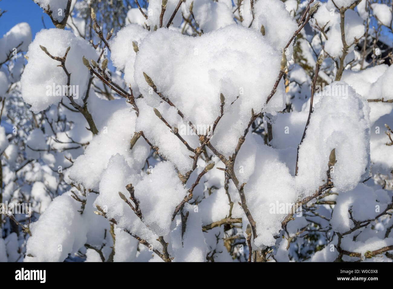 Fresh snow in the garden Stock Photo - Alamy