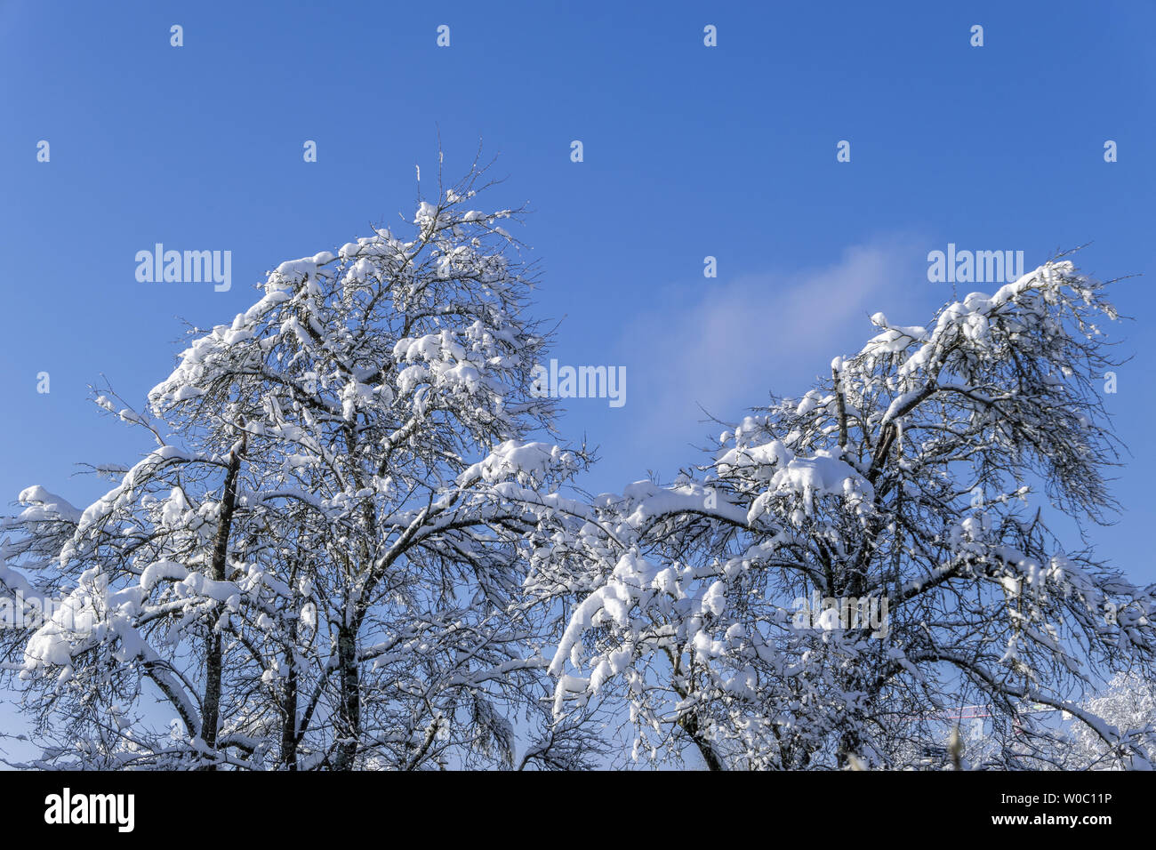 Snow-covered tree in winter Stock Photo - Alamy