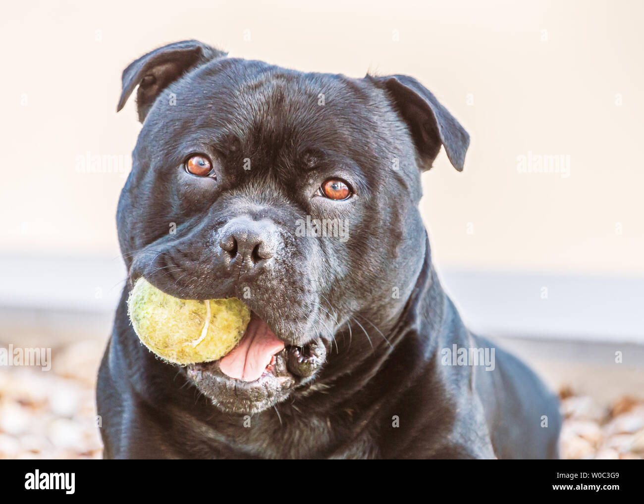 Portrait of an adorable black Staffordshire Bull Terrier looking at the ...